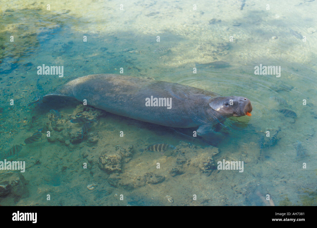 Manatee sea cow in Florida waters Stock Photo - Alamy
