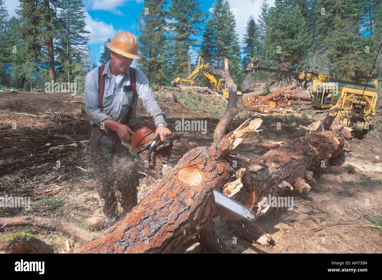 Logging in the Boise National Forest Idaho Stock Photo - Alamy