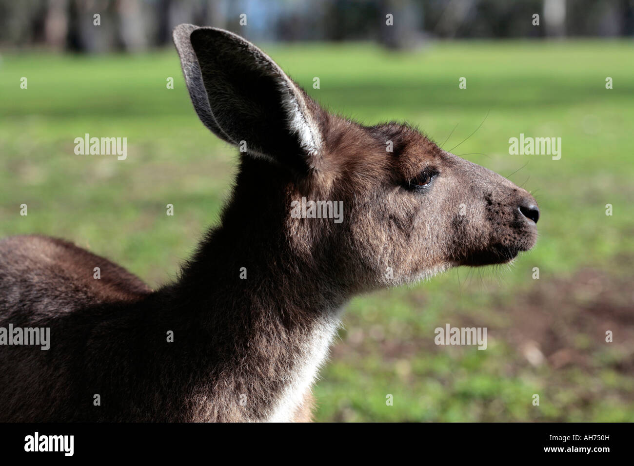 Western Grey Kangaroo profile - Macropus fuliginosus melanops-Family ...