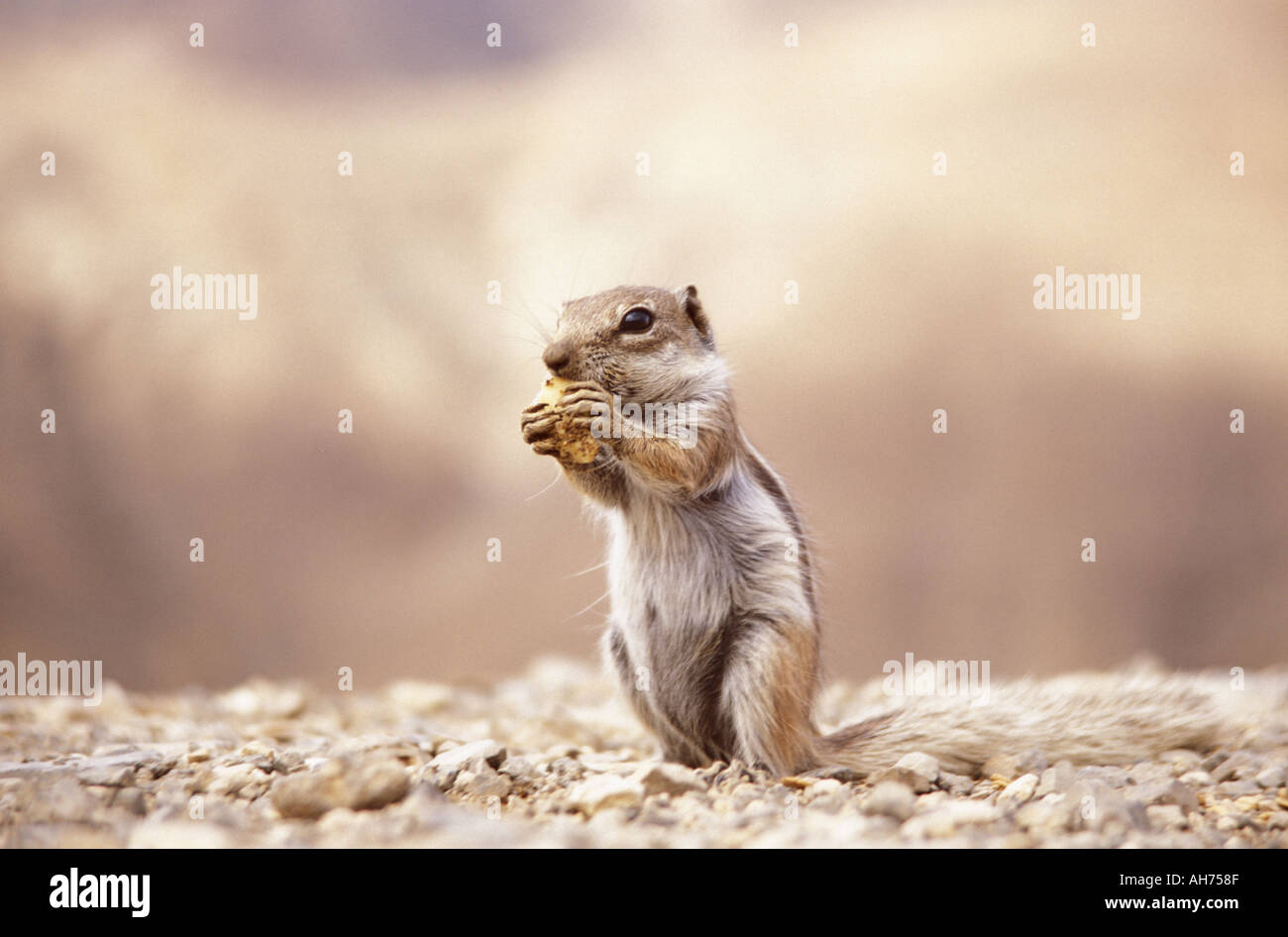 Chipmunk eating fruit Stock Photo - Alamy