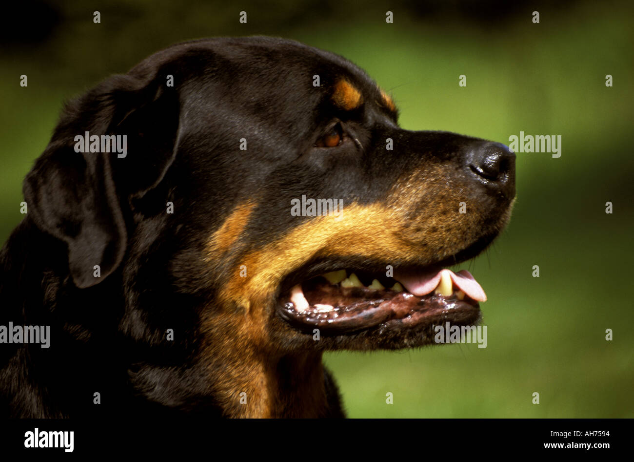 Rockweiler hi-res stock photography and images - Alamy