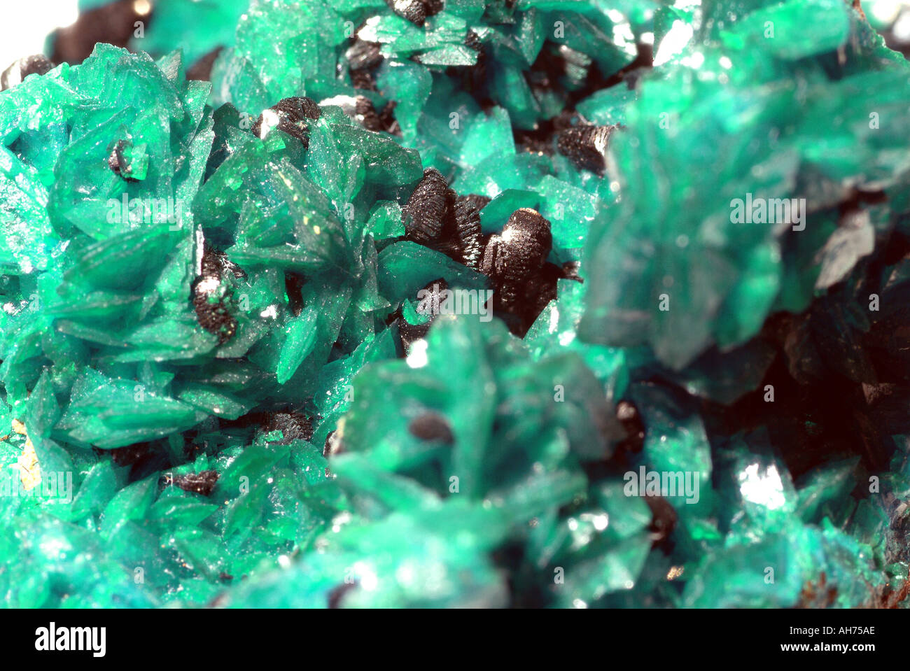 Mineral Liroconite, Sea green crystals with dark navy blue clinoclase ...