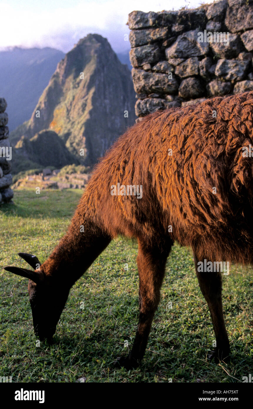 Alpaca grazing at the Incan ruins of Machu Picchu at the UNESCO World ...