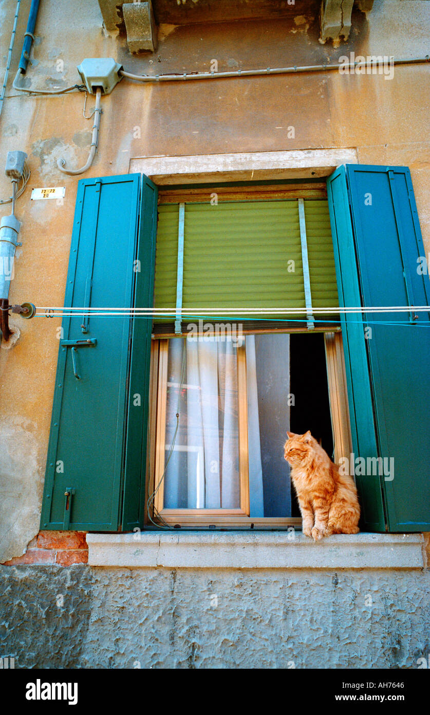 Ginger cat sitting on window ledge by open window with shutters Stock ...