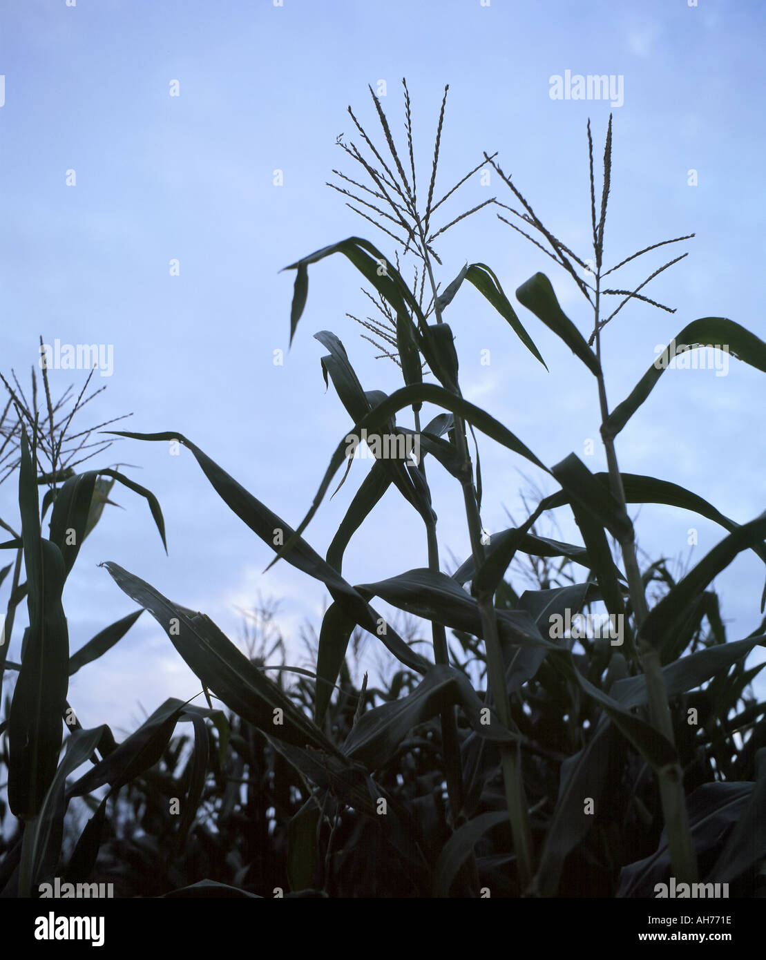 Corn Stalks at sunset Stock Photo - Alamy