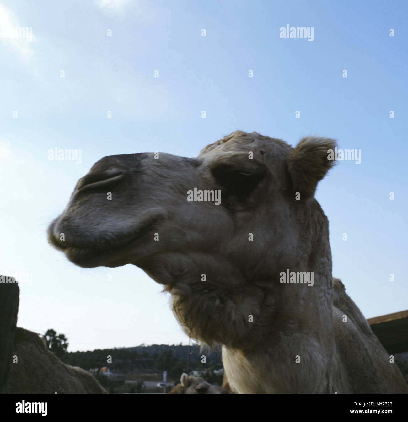Portrait format llama hi-res stock photography and images - Alamy