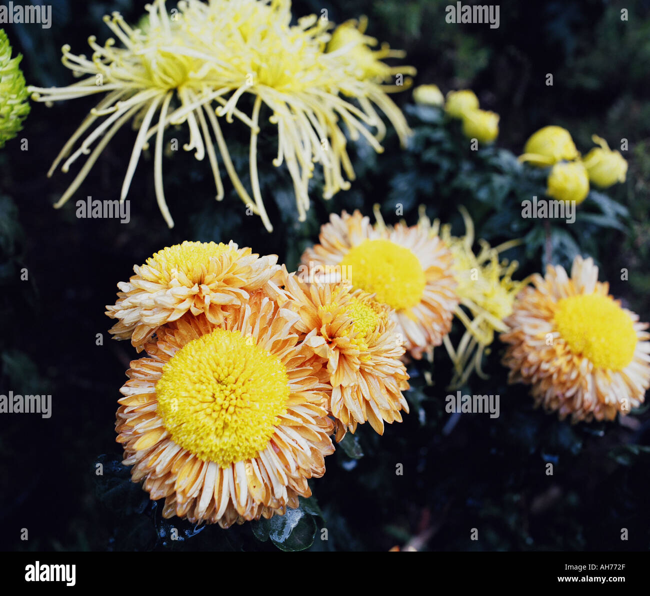 Spider mums hi-res stock photography and images - Alamy