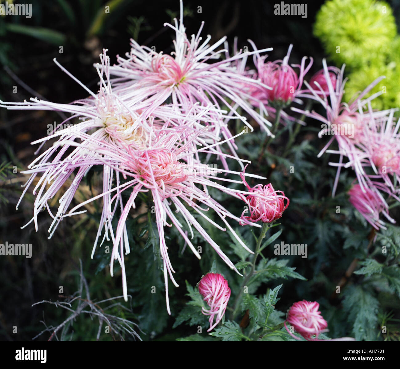 Spider mums hi-res stock photography and images - Alamy