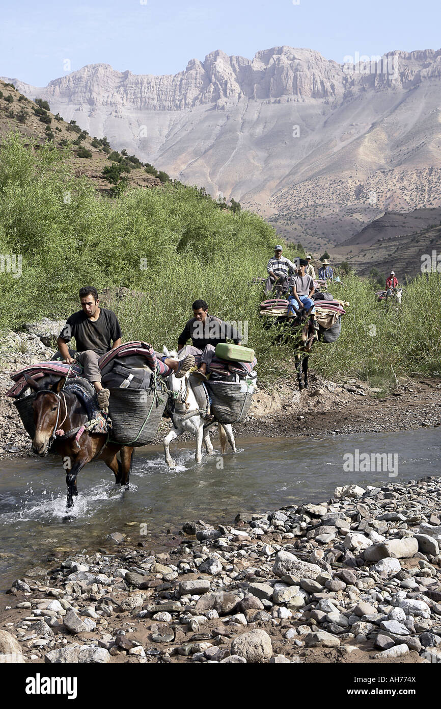 Mule drivers and loaded mules crossing a river in Ouzighimt valley ...