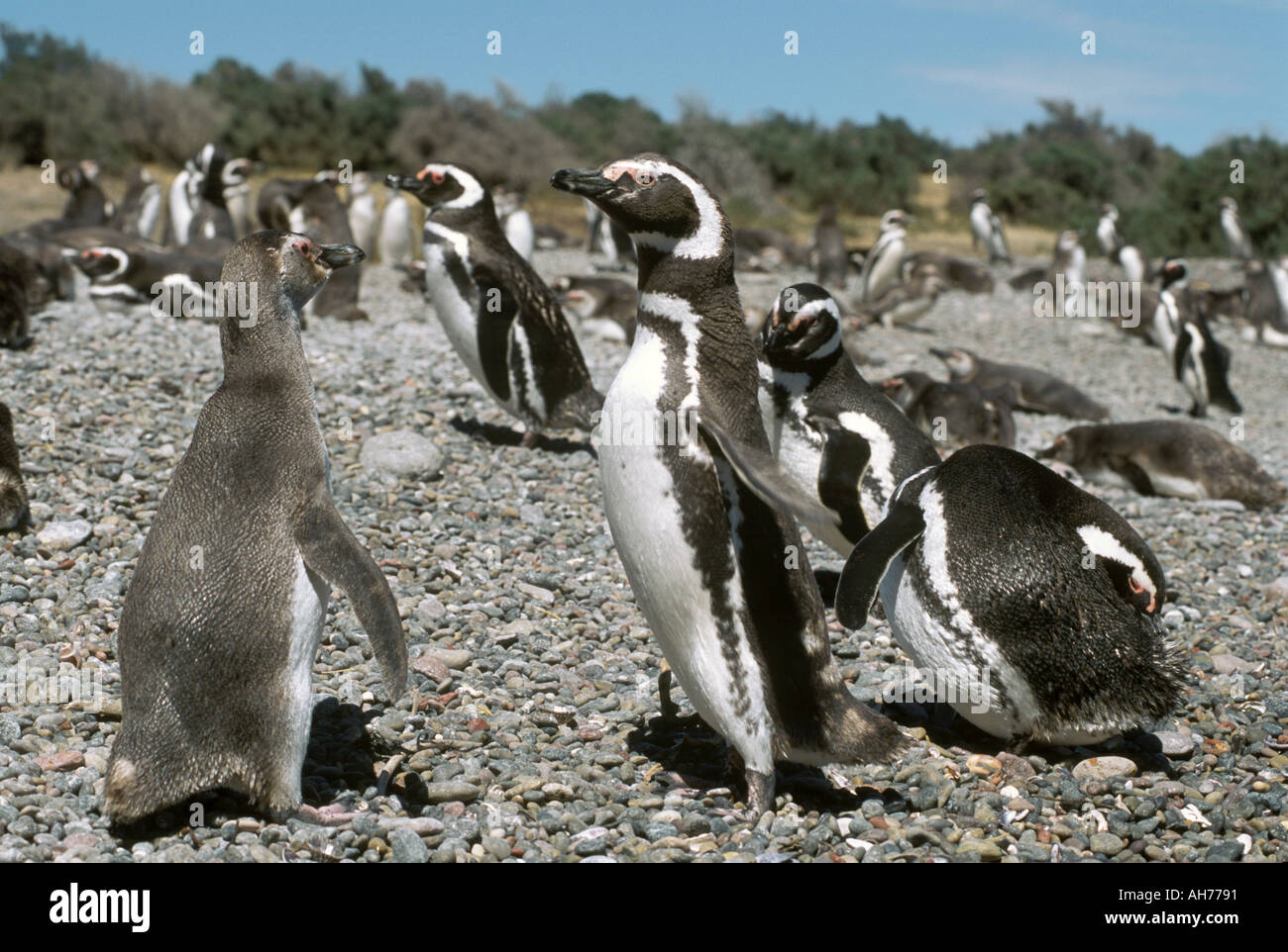 Adolescent penguins hi-res stock photography and images - Alamy
