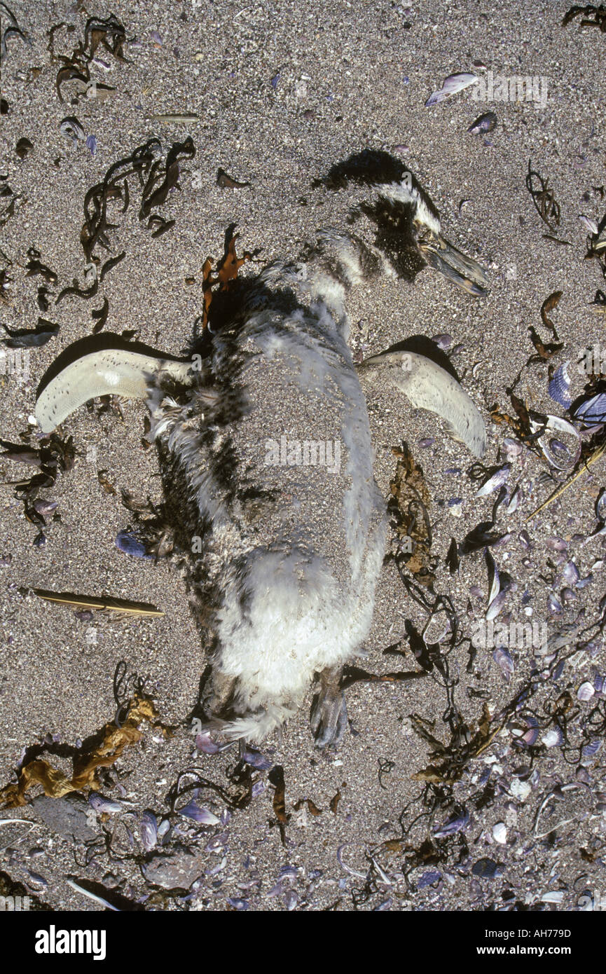 Dead penguin argentina hi-res stock photography and images - Alamy