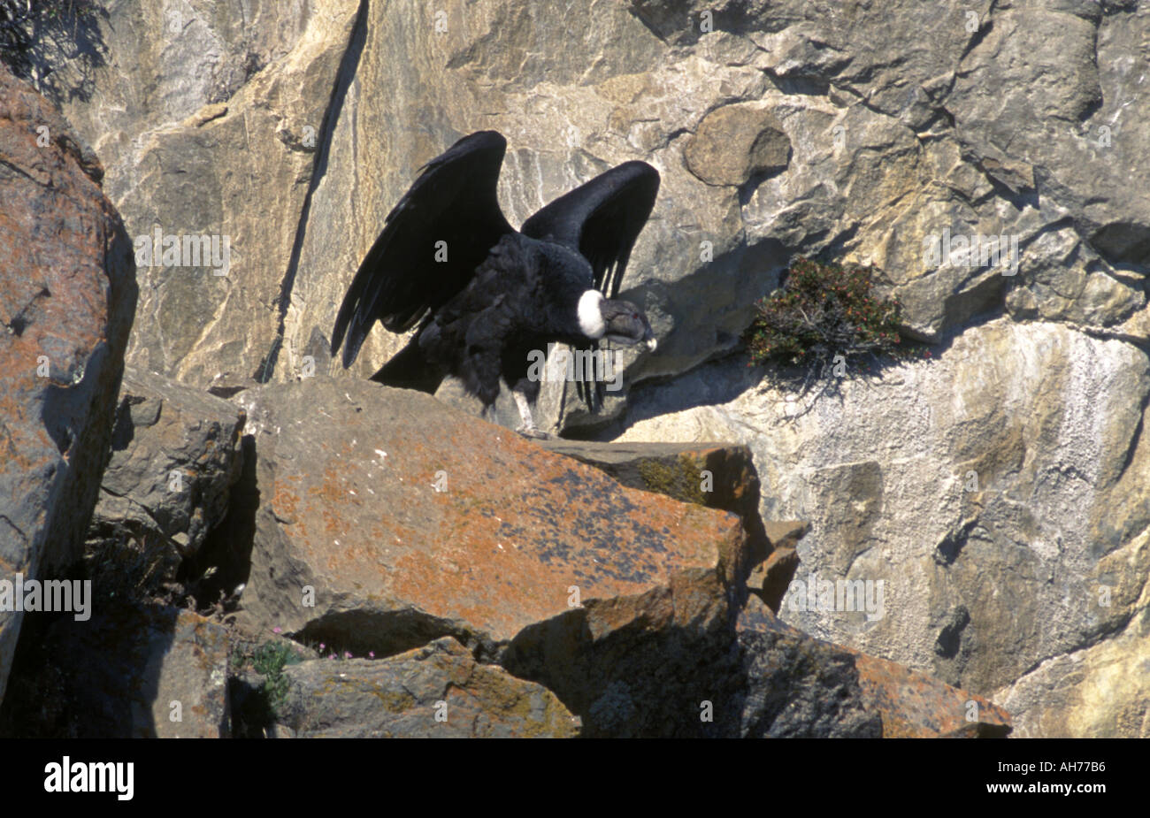 A FEMALE ANDEAN CONDOR Vultur gryphus nesting on cliff in LOS GLACIARES ...