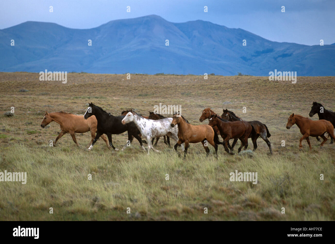 ARGENTINIAN HORSES run free on a estancia near ANDES MOUNTAINS and the ...