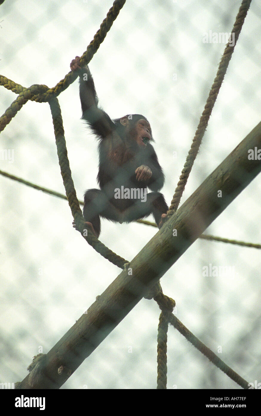 Chimpanzee bars hi-res stock photography and images - Alamy