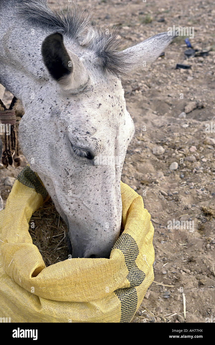Mule eating in a bag of barley High Atlas Region Morocco Stock Photo ...