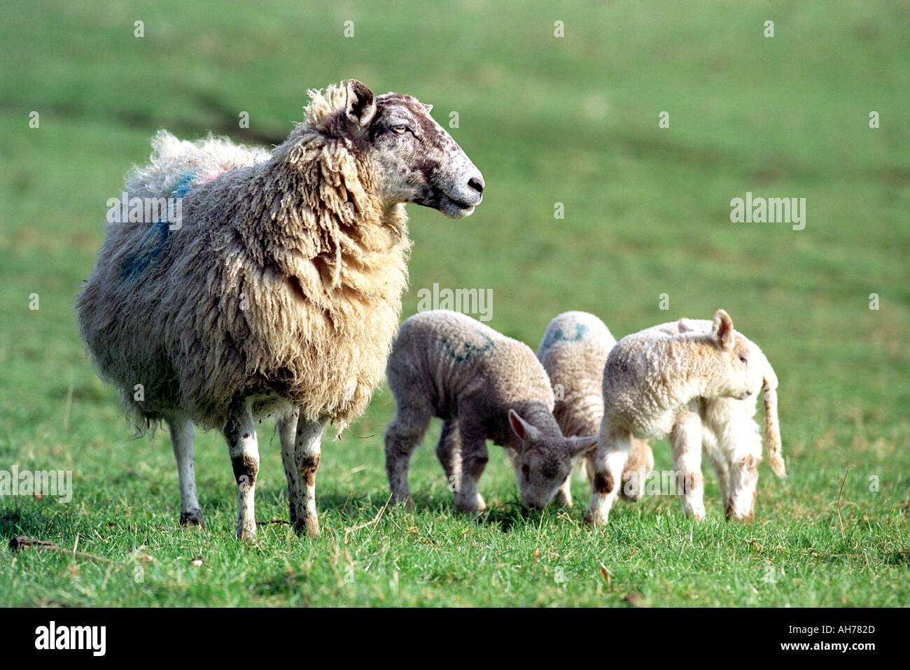A sheep with three lambs Stock Photo - Alamy
