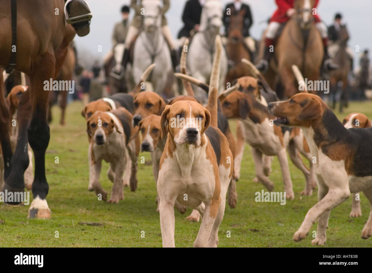 dogs during fox hunting Stock Photo - Alamy