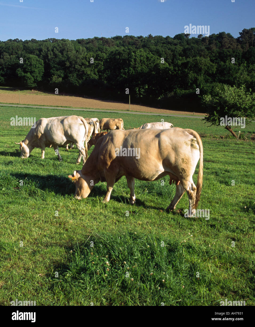 Brittany landscape with cows hi-res stock photography and images - Alamy