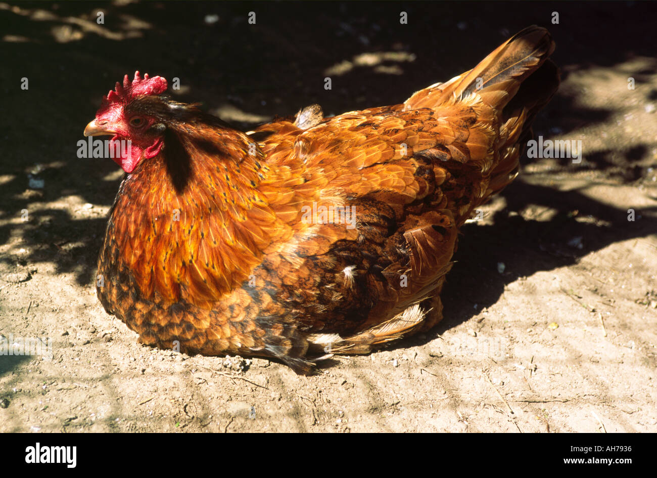 Free range hen lying down in a farmyard Stock Photo - Alamy