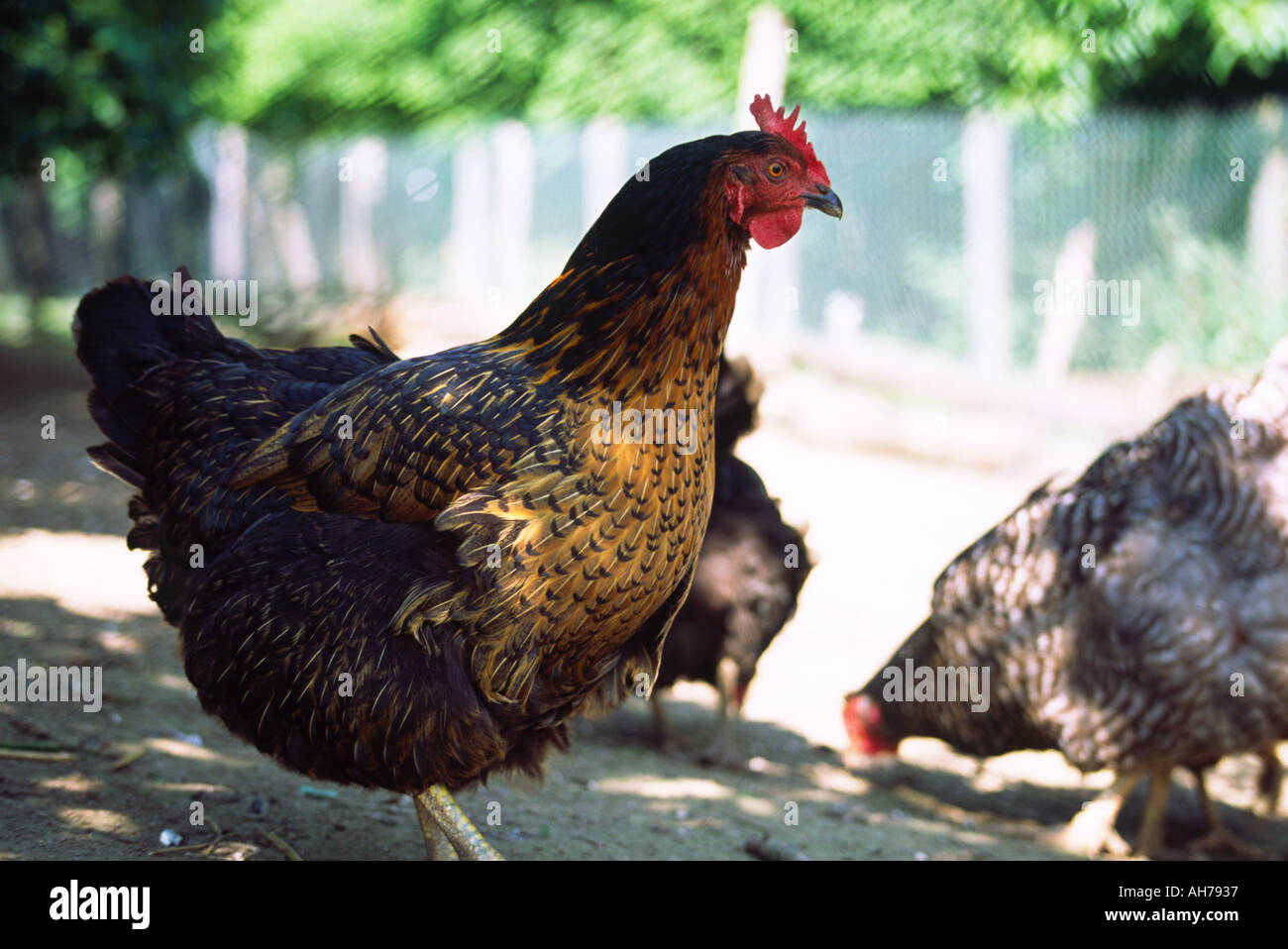 Free range hens in a farmyard Stock Photo - Alamy