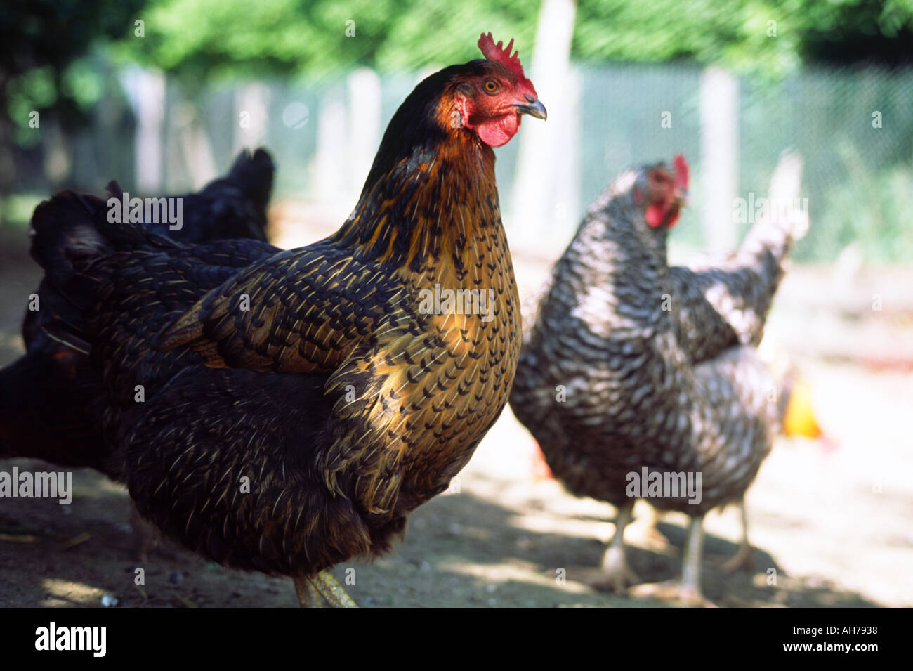 Free range hens in a farmyard Stock Photo - Alamy