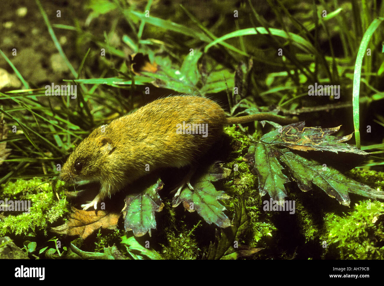 Cheeky harvest mouse hi-res stock photography and images - Alamy
