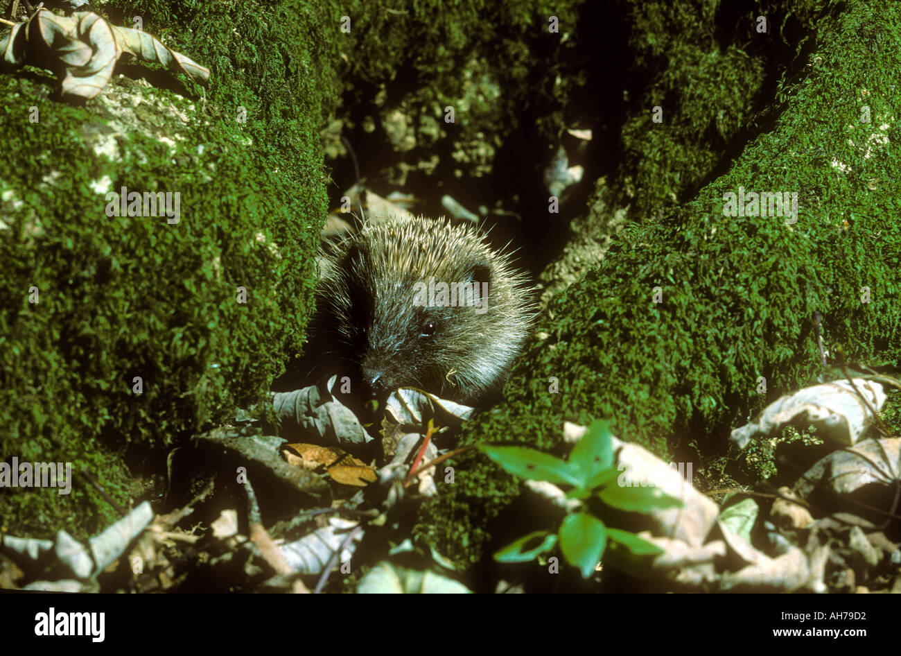 Hedgehog leaving its daytime hideaway in roots of tree Stock Photo - Alamy