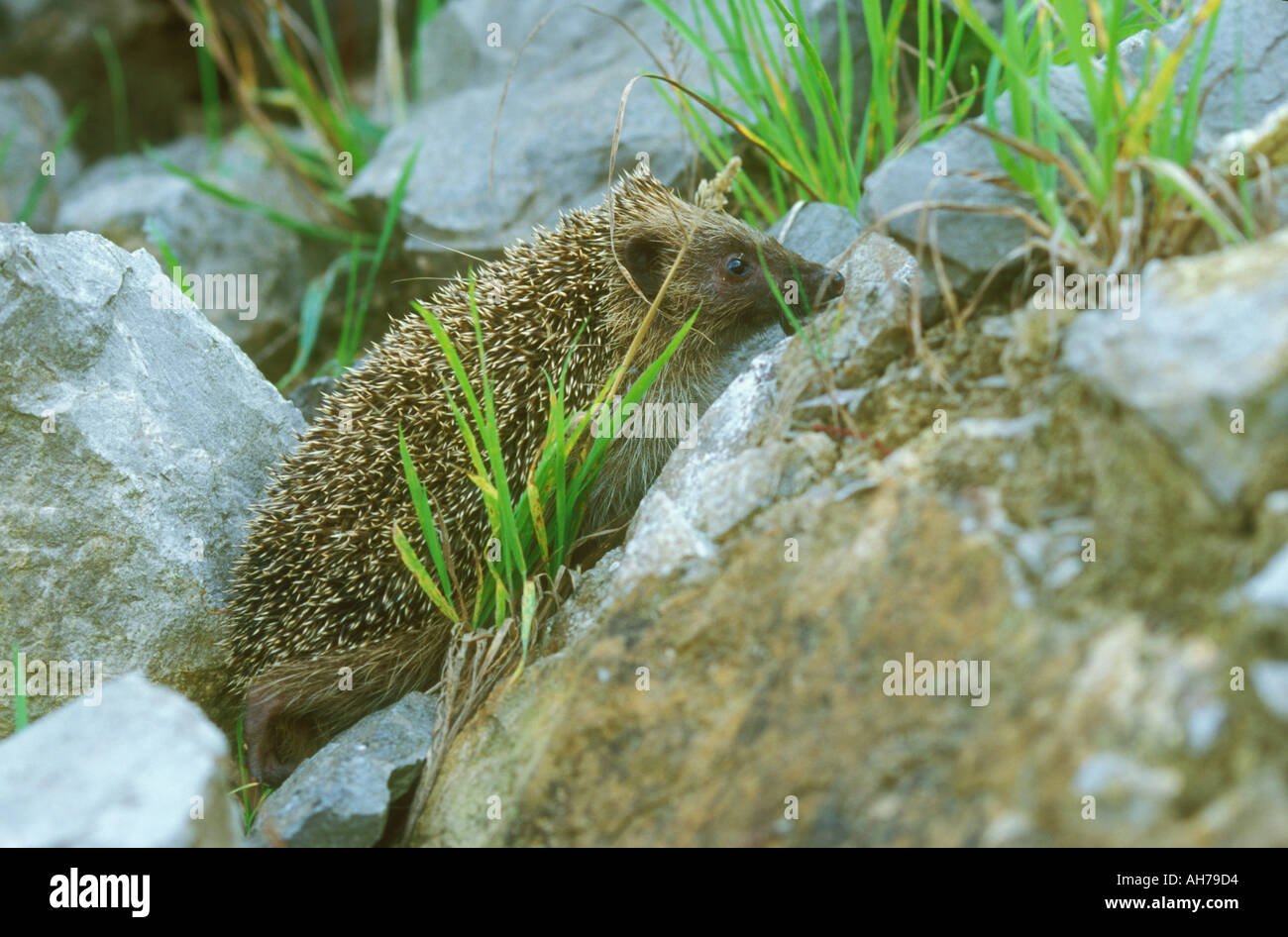 Climbing hedgehog hi-res stock photography and images - Alamy