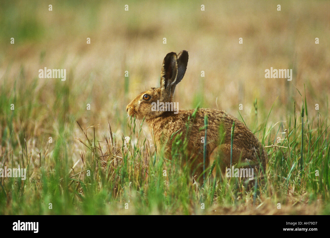 Brown Hare in stubble field Stock Photo - Alamy