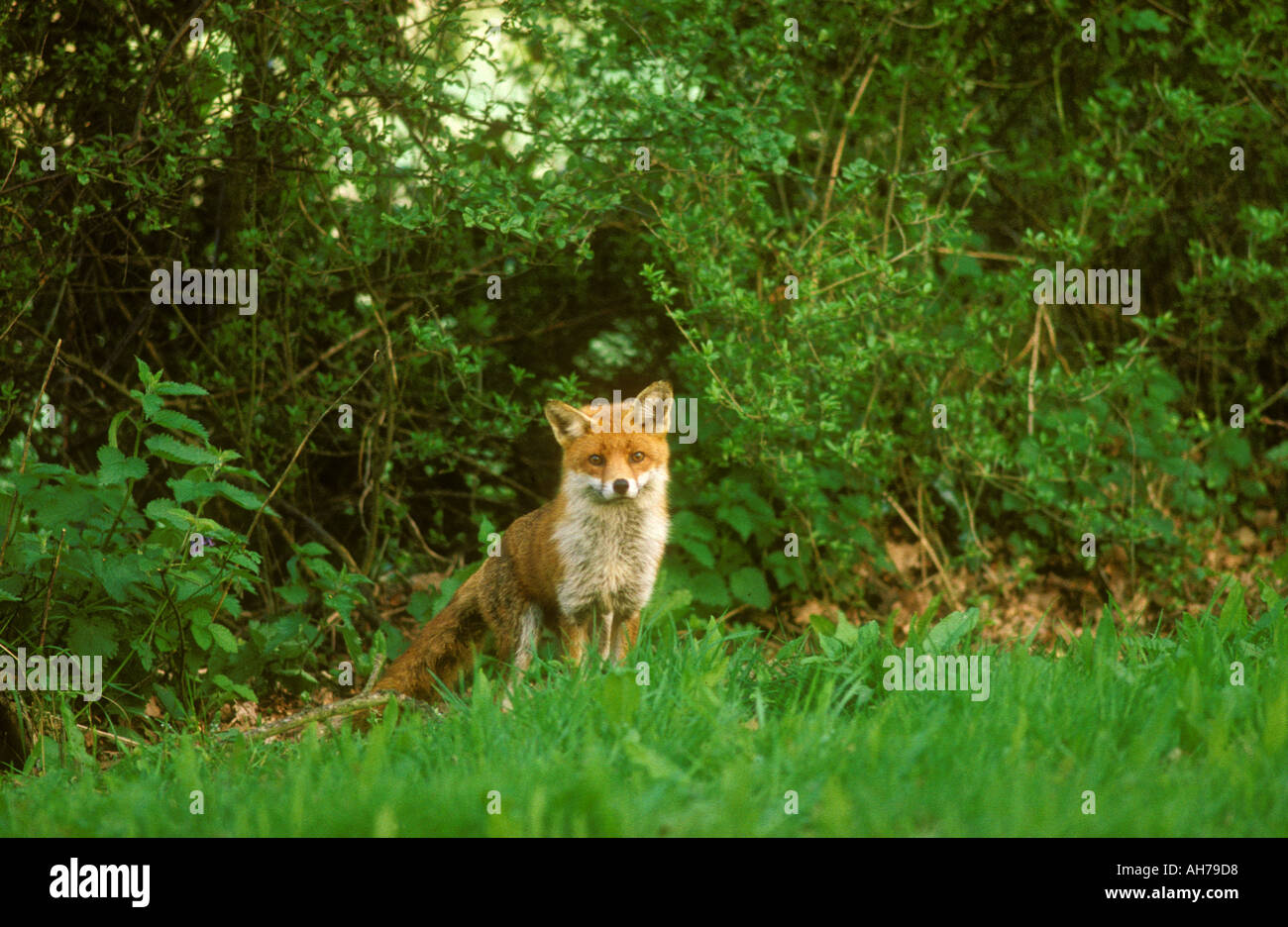 Red Fox looking at camera Stock Photo - Alamy
