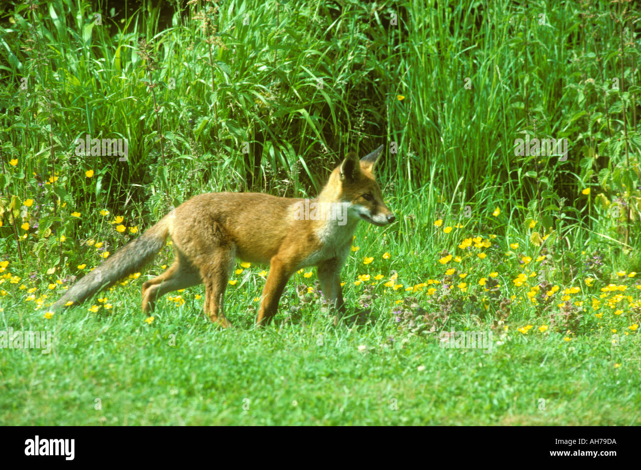 Young Red Fox on the lookout for food Stock Photo - Alamy