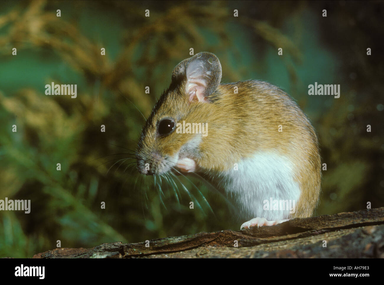 Mouse Washing Stock Photos & Mouse Washing Stock Images - Alamy