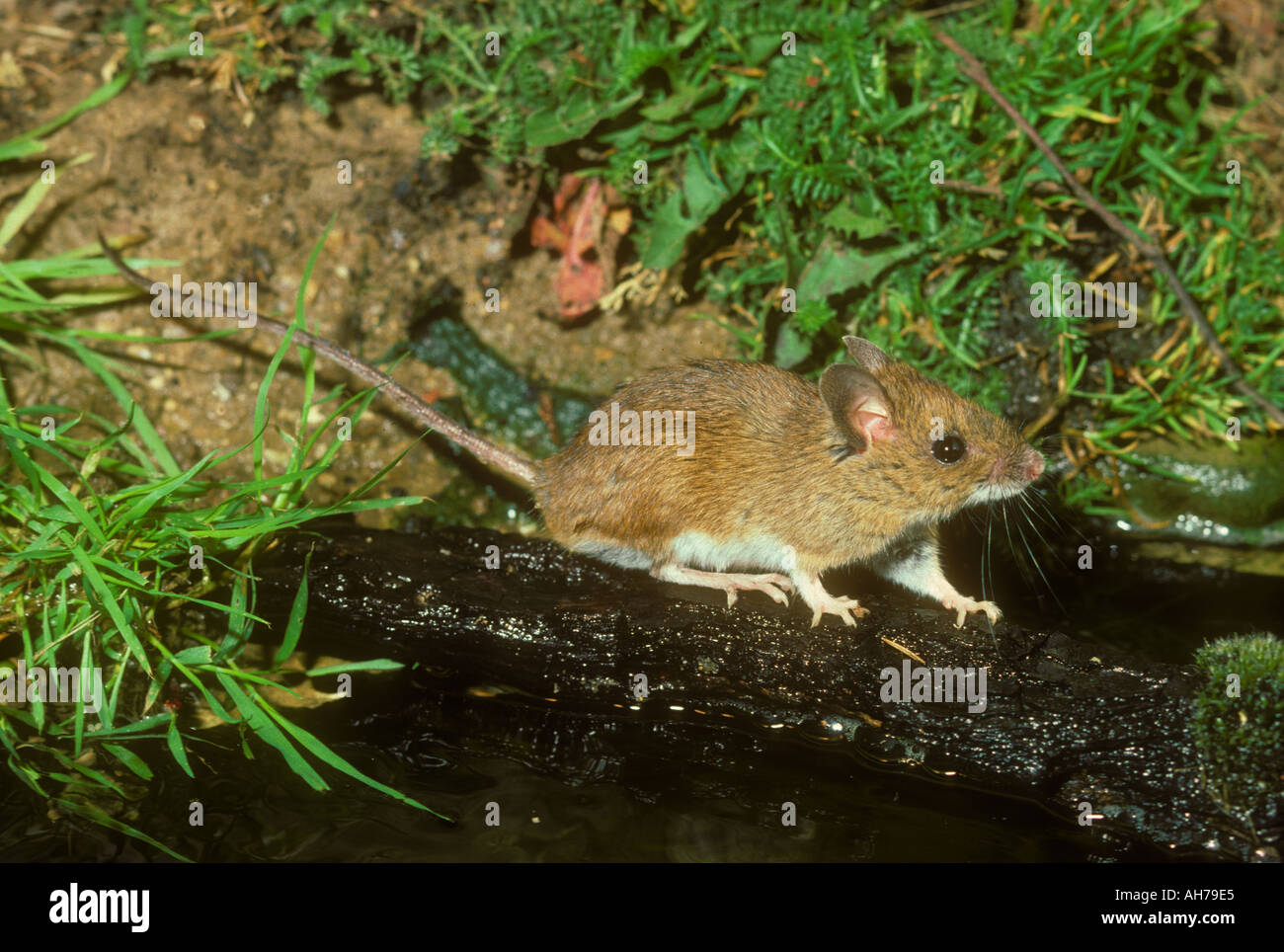 Field mouse hedge hi-res stock photography and images - Alamy