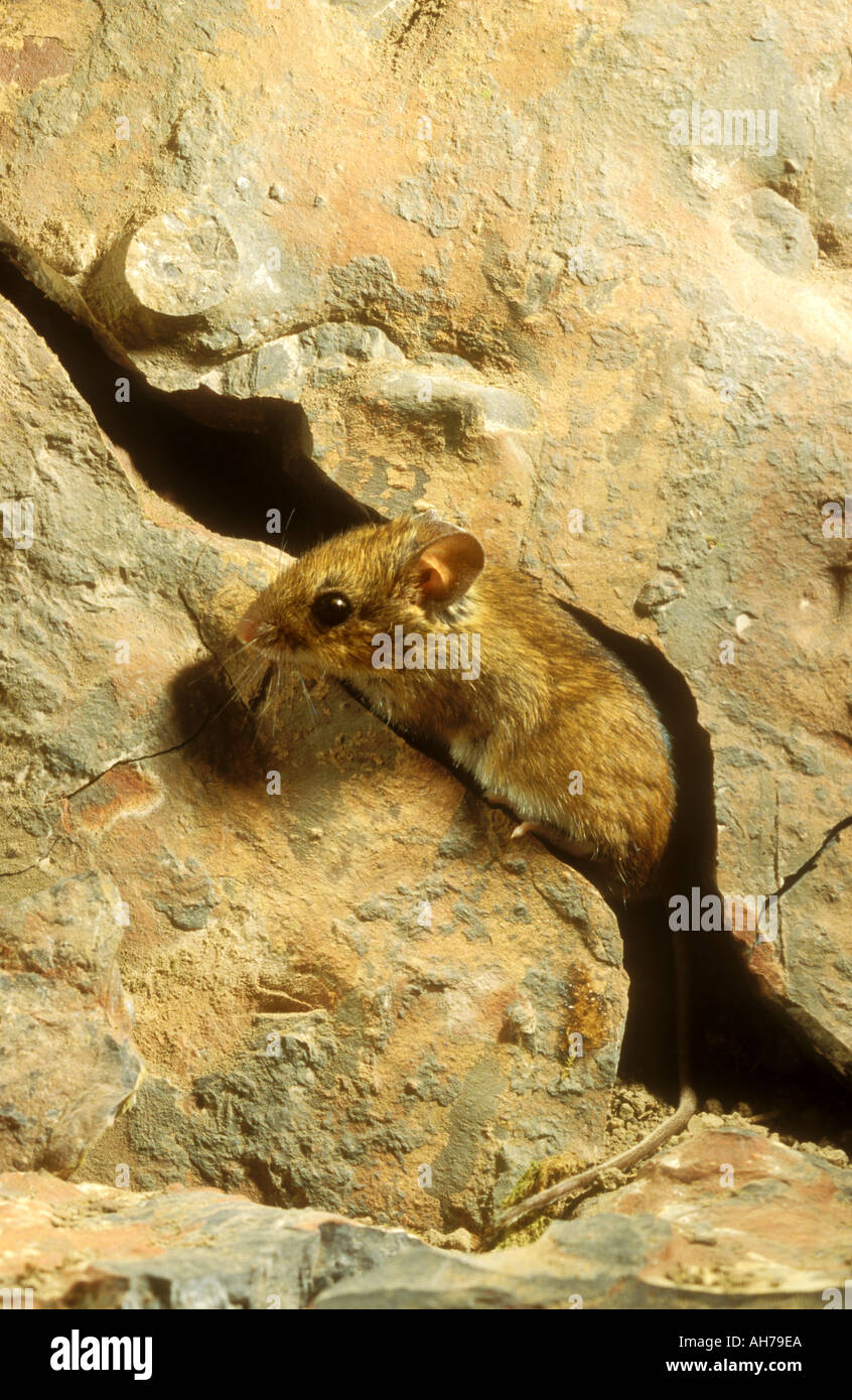 Wood Mouse exploring crevice in rock face Stock Photo - Alamy