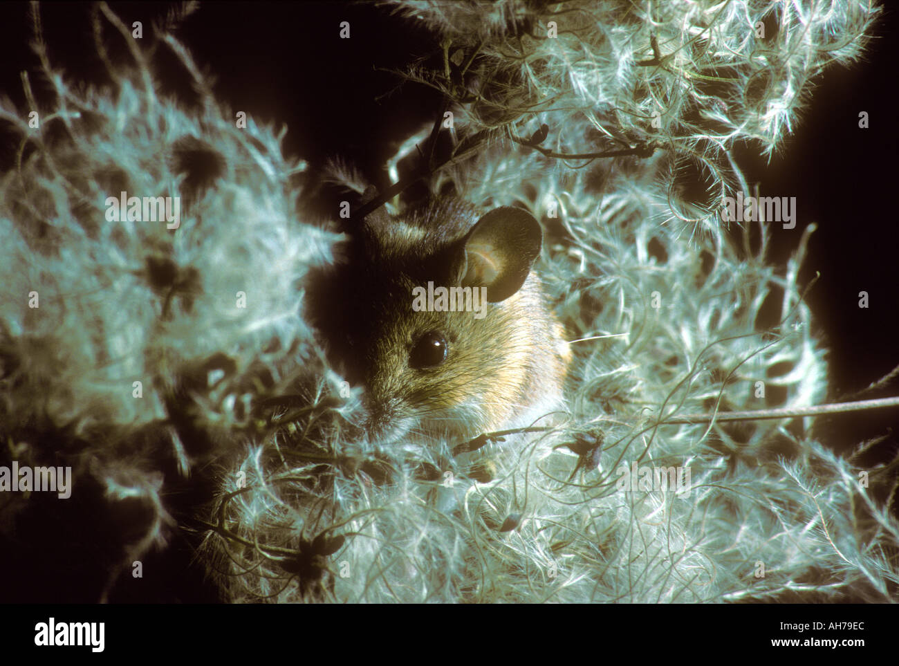 Field mouse seeds hi-res stock photography and images - Alamy