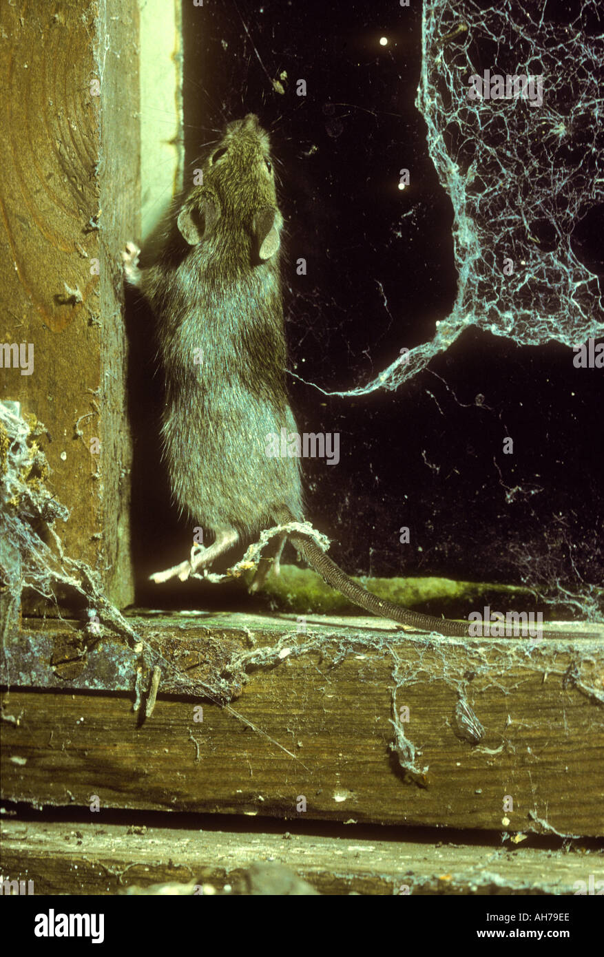 House Mouse investigating shed window Stock Photo - Alamy