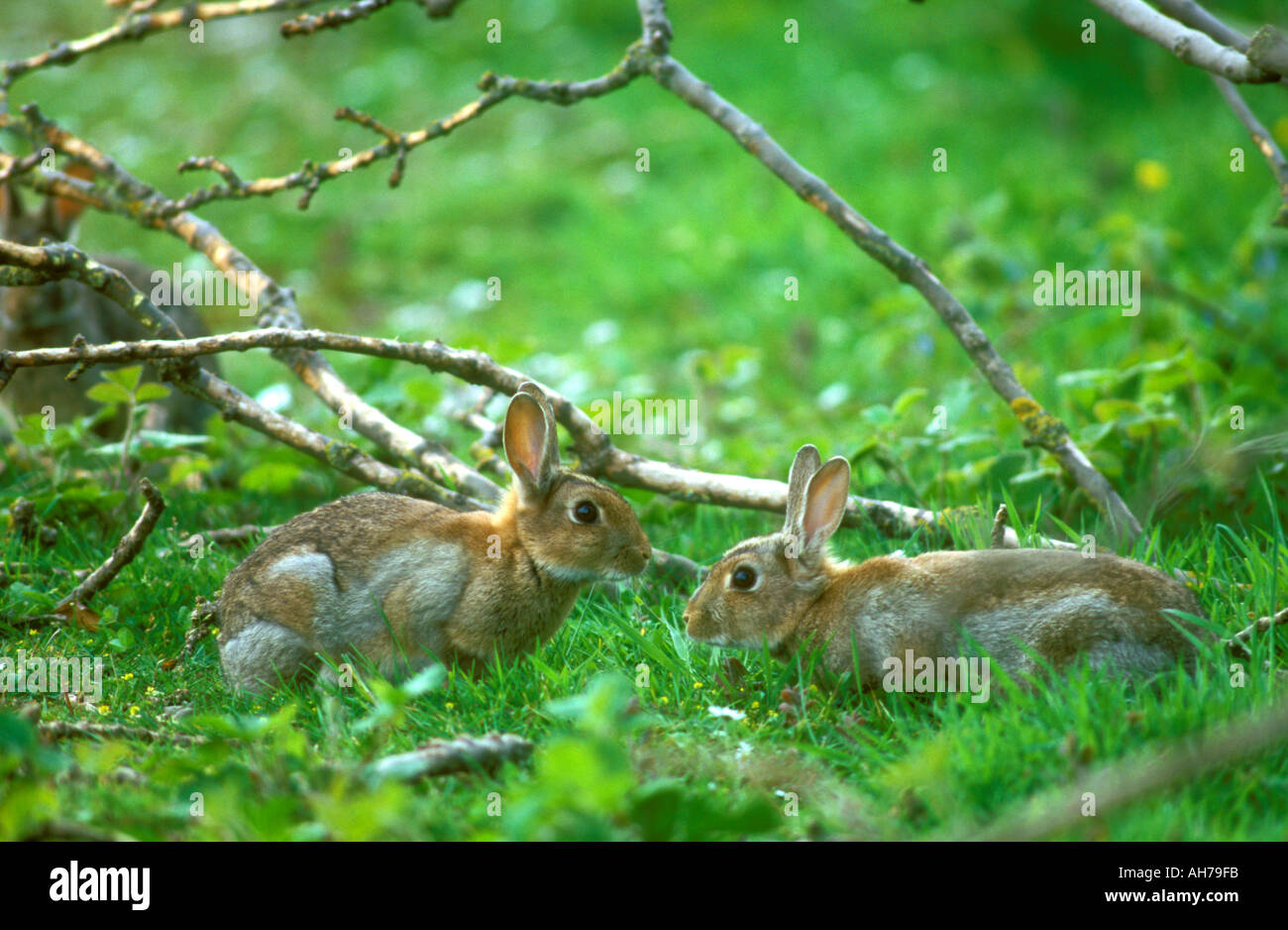 Rabbits face to face Stock Photo - Alamy