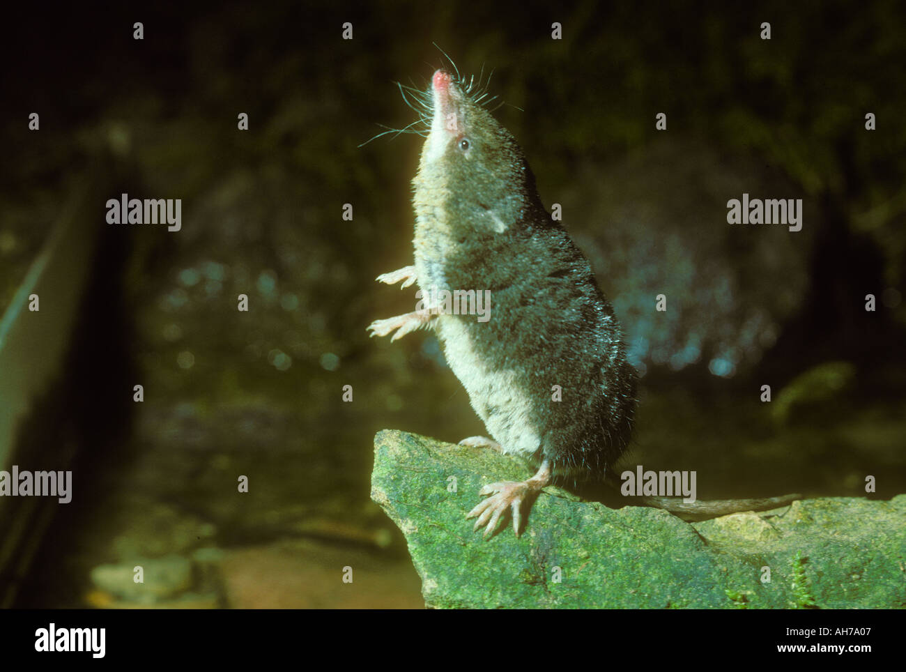 Water shrew uk hi-res stock photography and images - Alamy