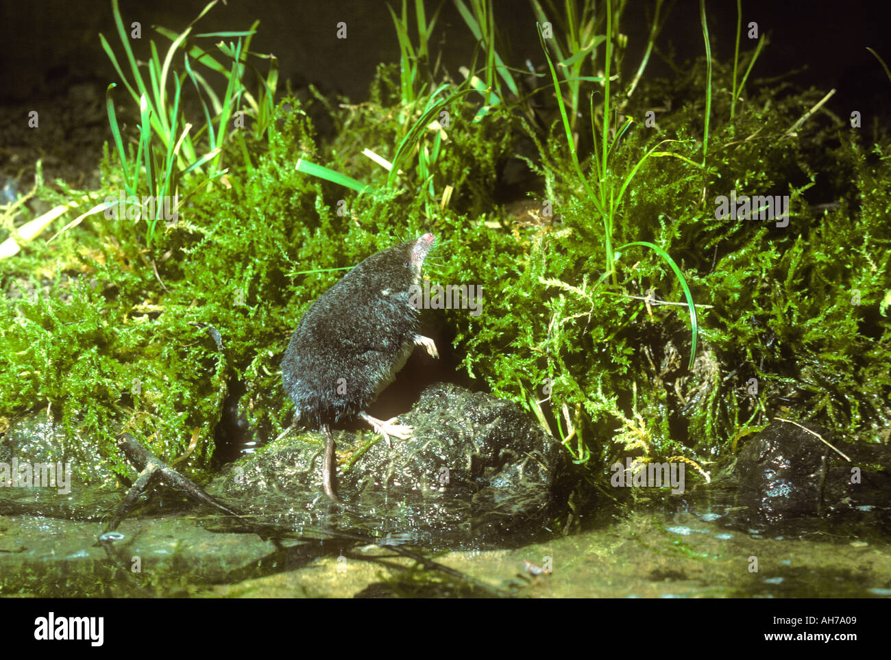 Water Shrew Uk High Resolution Stock Photography and Images - Alamy