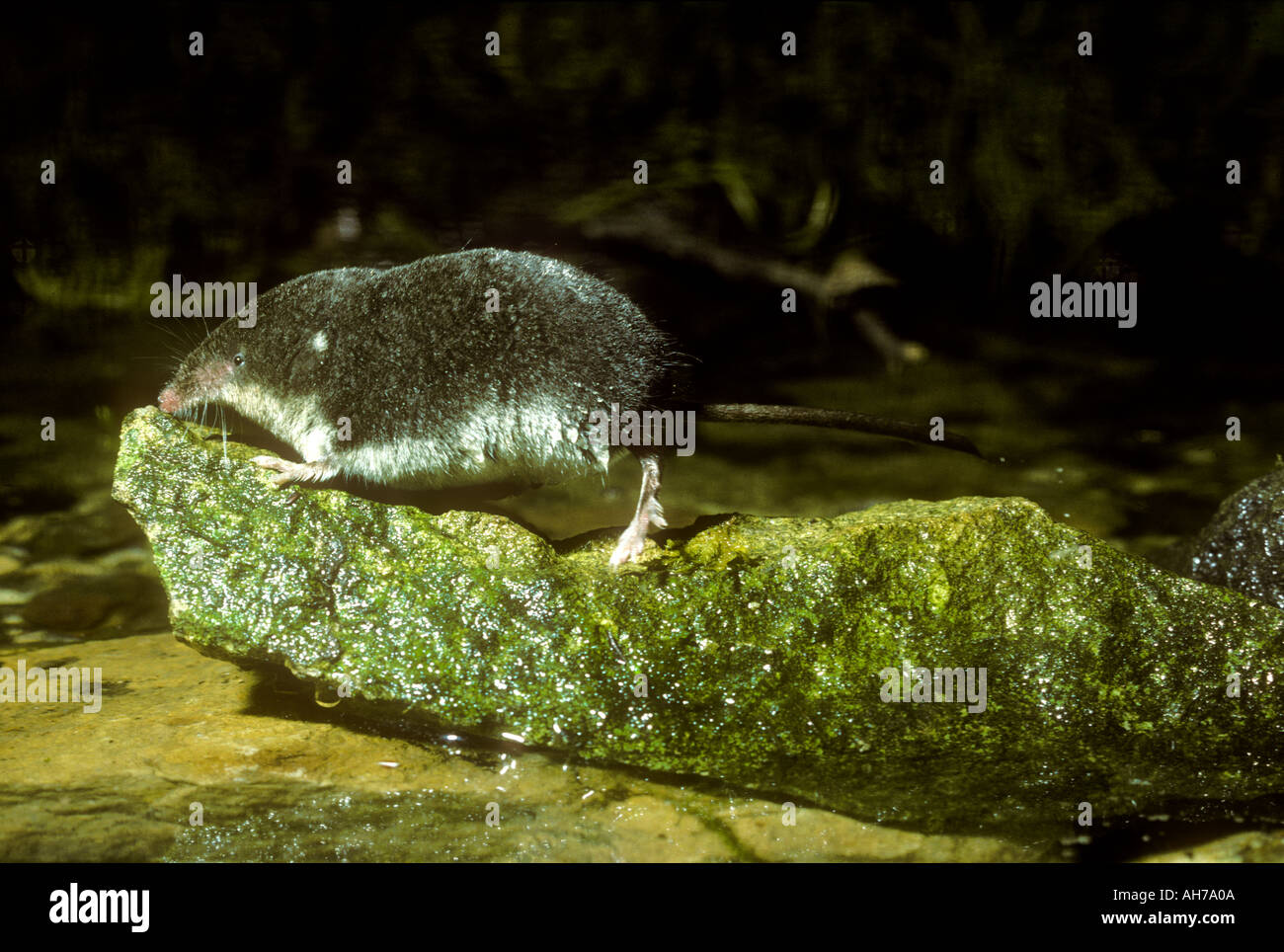Wet shrew hi-res stock photography and images - Alamy
