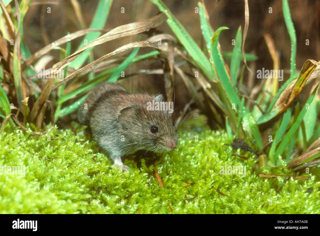 Bank vole hedge hi-res stock photography and images - Alamy