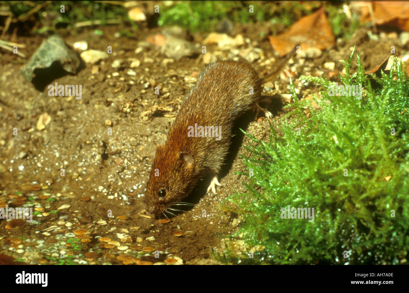 Bank vole hedge hi-res stock photography and images - Alamy