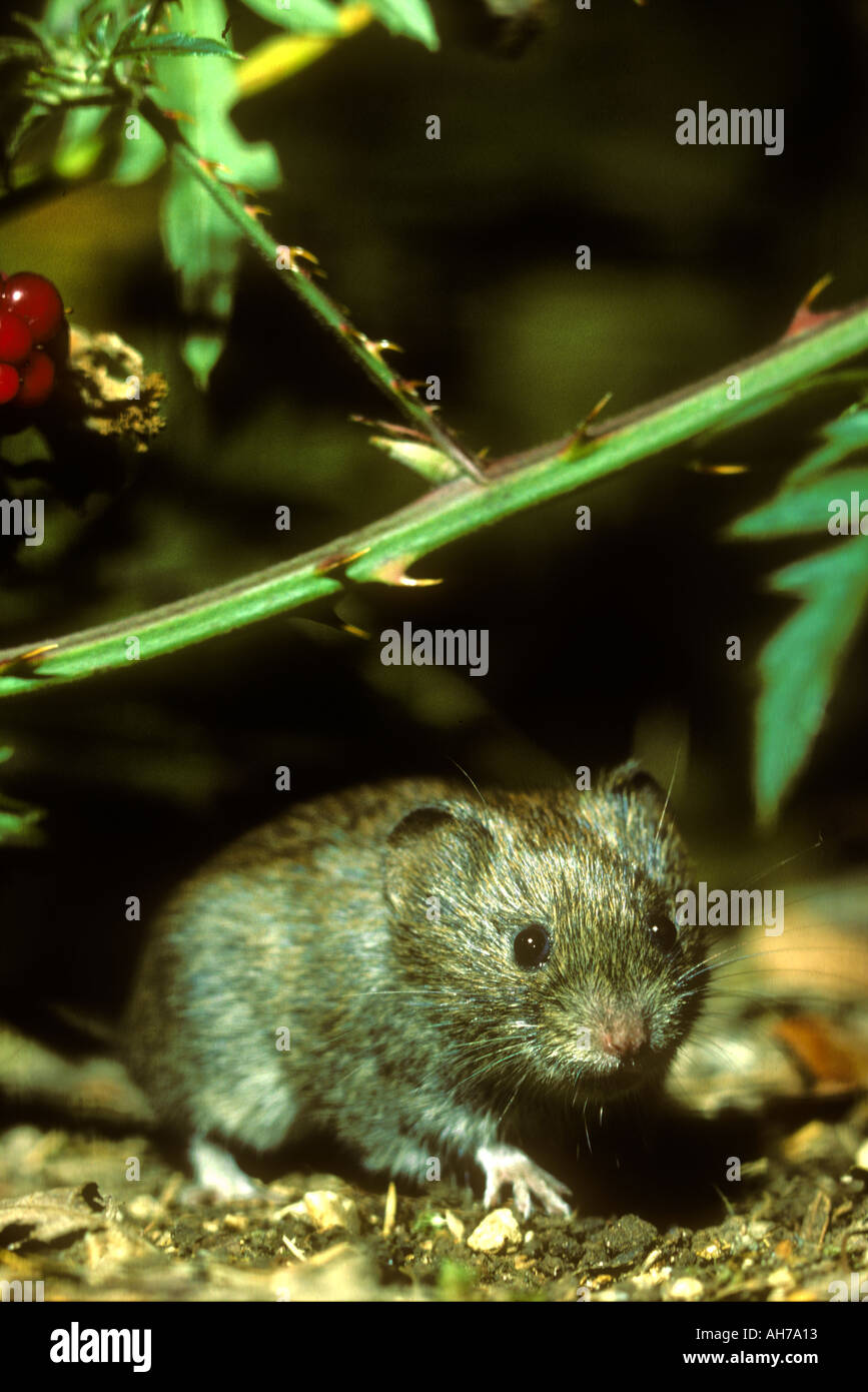 Bank vole glareolus scotland uk hi-res stock photography and images - Alamy