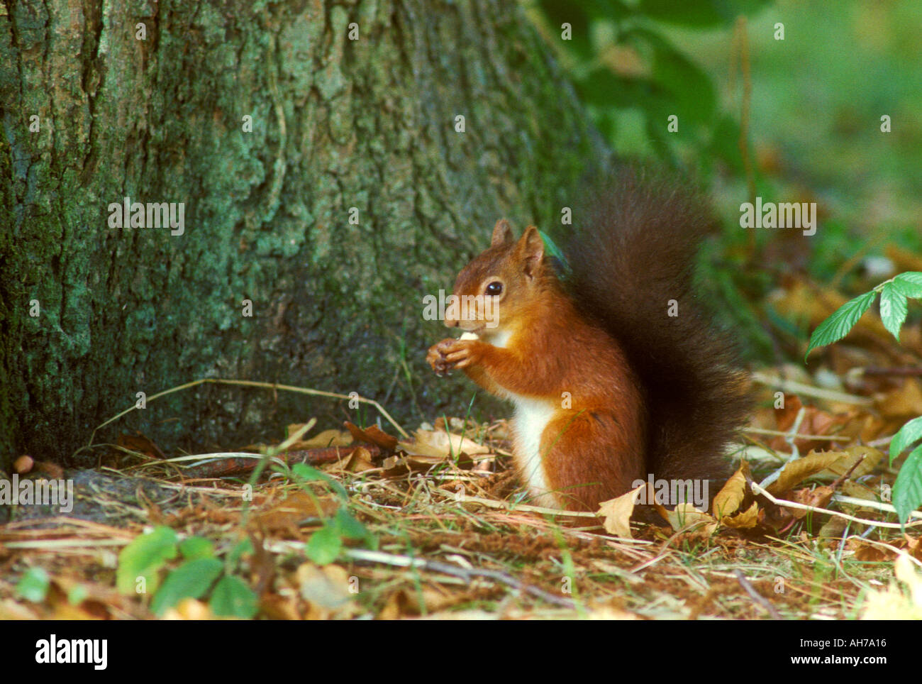 Round tail ground squirrel hi-res stock photography and images - Alamy