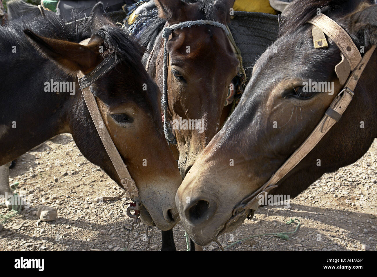 Symbolic discussion hi-res stock photography and images - Alamy
