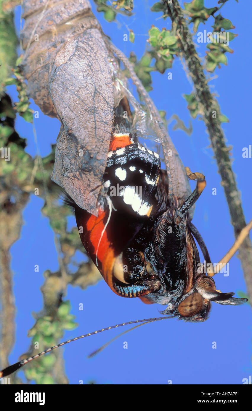 Red Admiral a British butterfly emerging from its chrysalis Vanessa ...