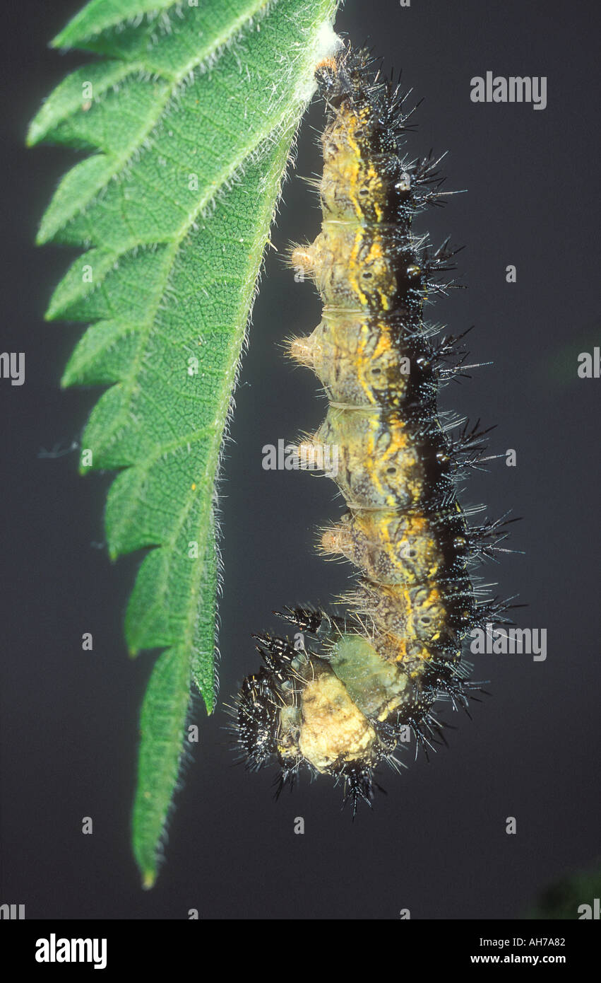 Small Tortoiseshell butterfly changing from caterpillar to chrysalis ...