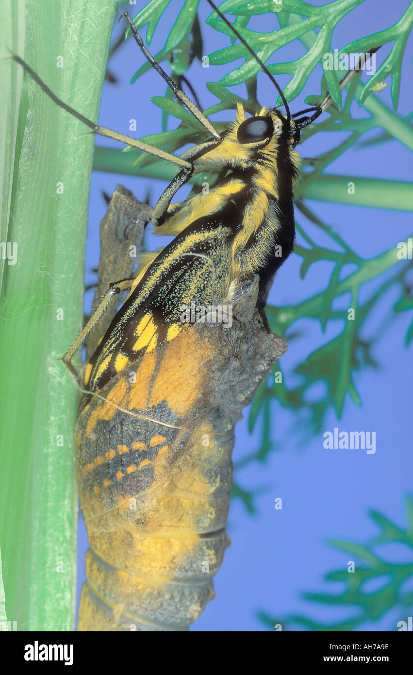 Swallowtail Butterfly half emerged from its chrysalis Papilio machaon ...