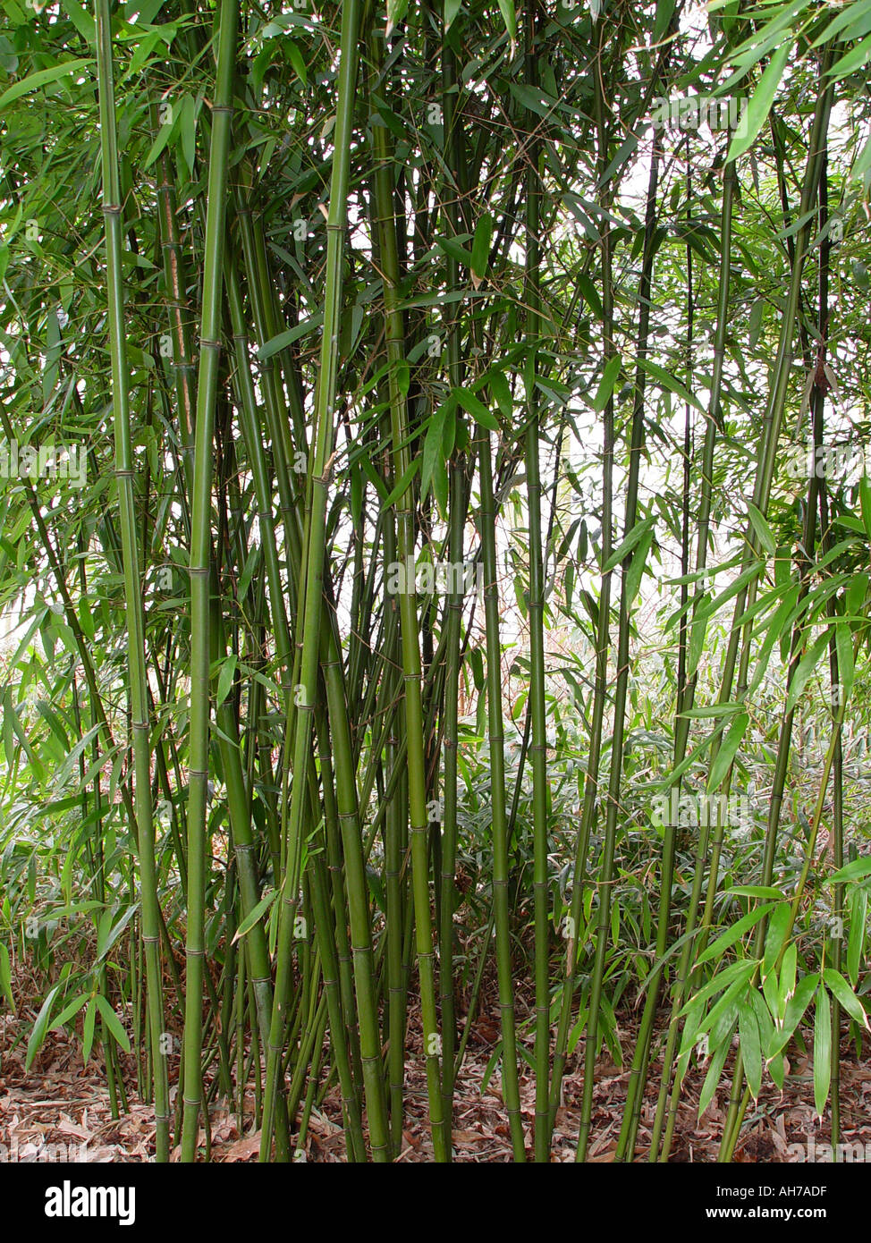 Bamboo phyllostachys viridiglaucescens hi-res stock photography and ...