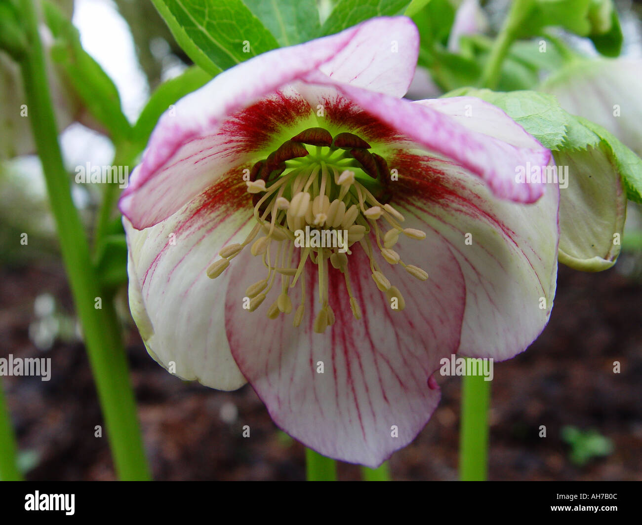 Red helleborus hi-res stock photography and images - Alamy